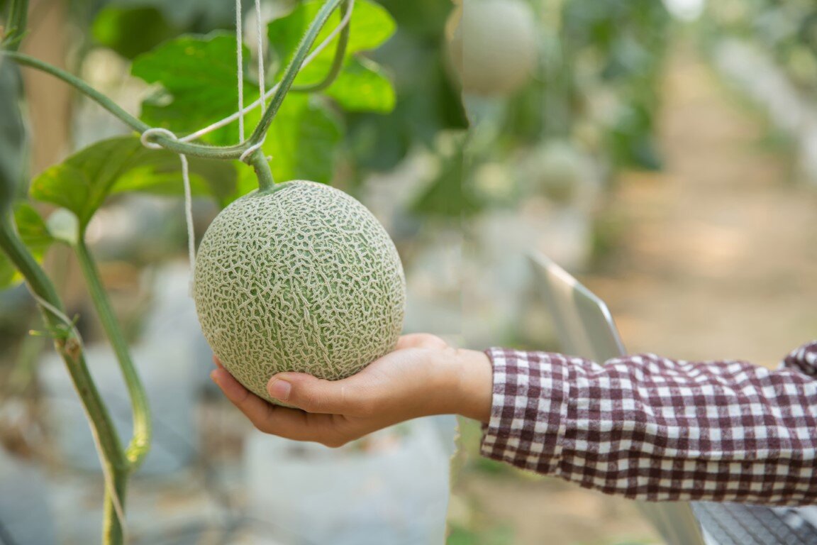 El melón, la fruta que realmente es una verdura - Gastronomía y turismo ...